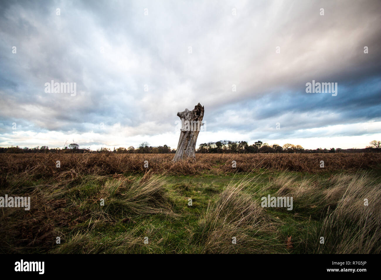 Tree in sparce landscape Stock Photo - Alamy