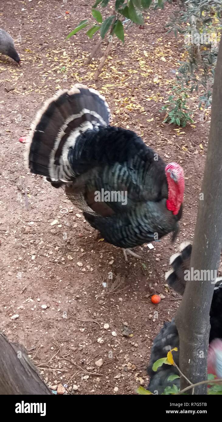 MERRY CHRİSTMAS FOOD İN UKRAİNE.People sweem in Dinyeper River to ...