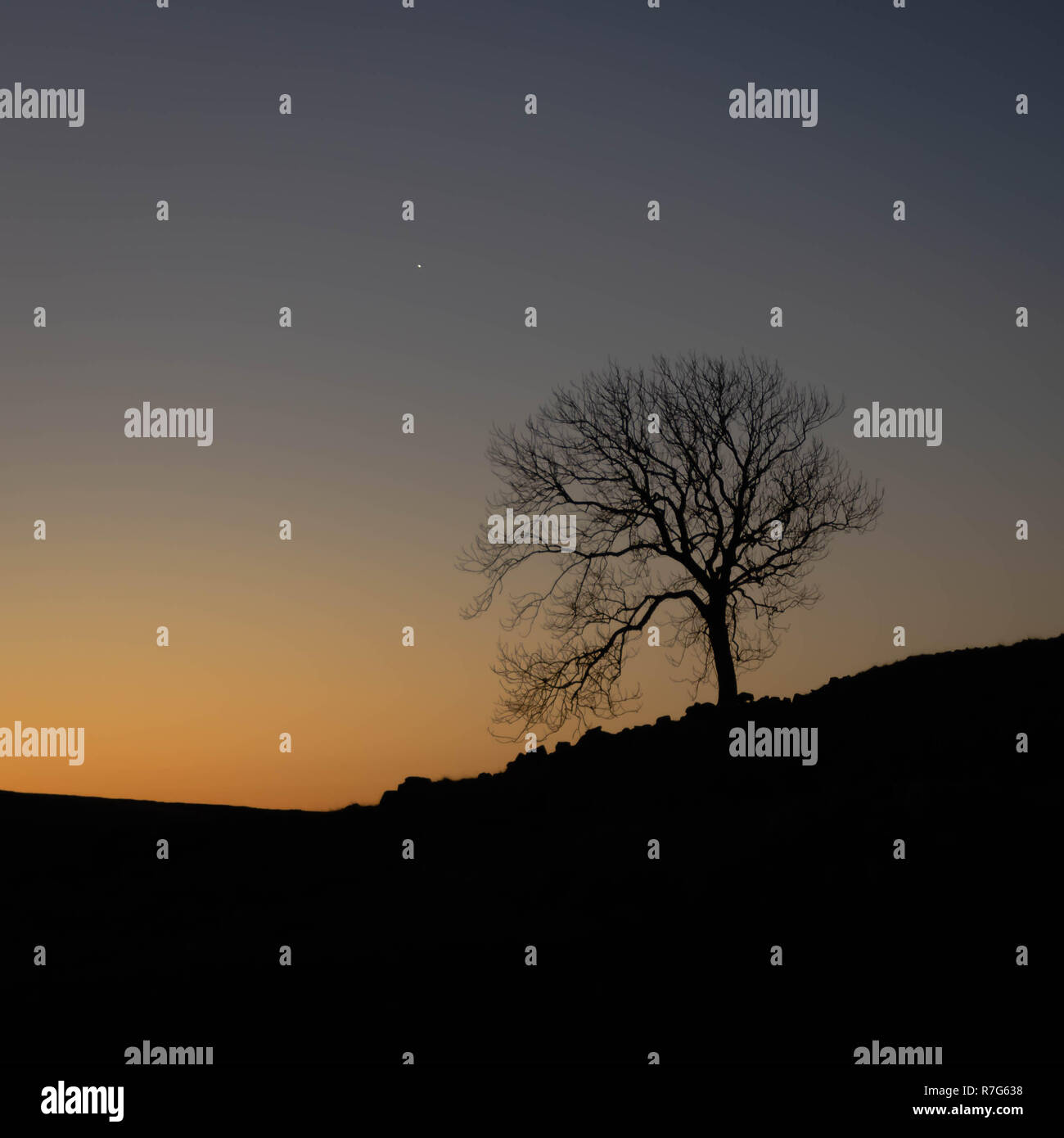 Lone star tree hi-res stock photography and images - Alamy