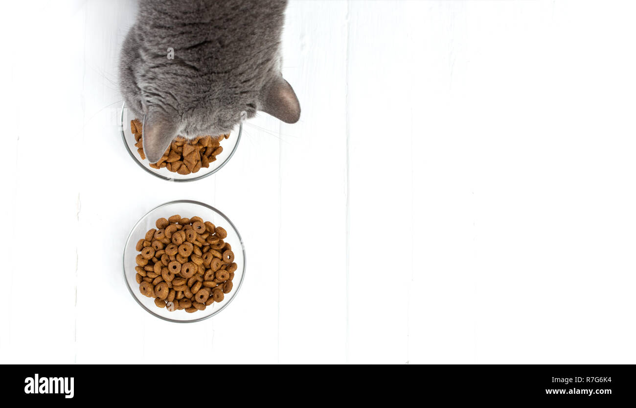 Cat eat dry food. Top view on white background Stock Photo - Alamy