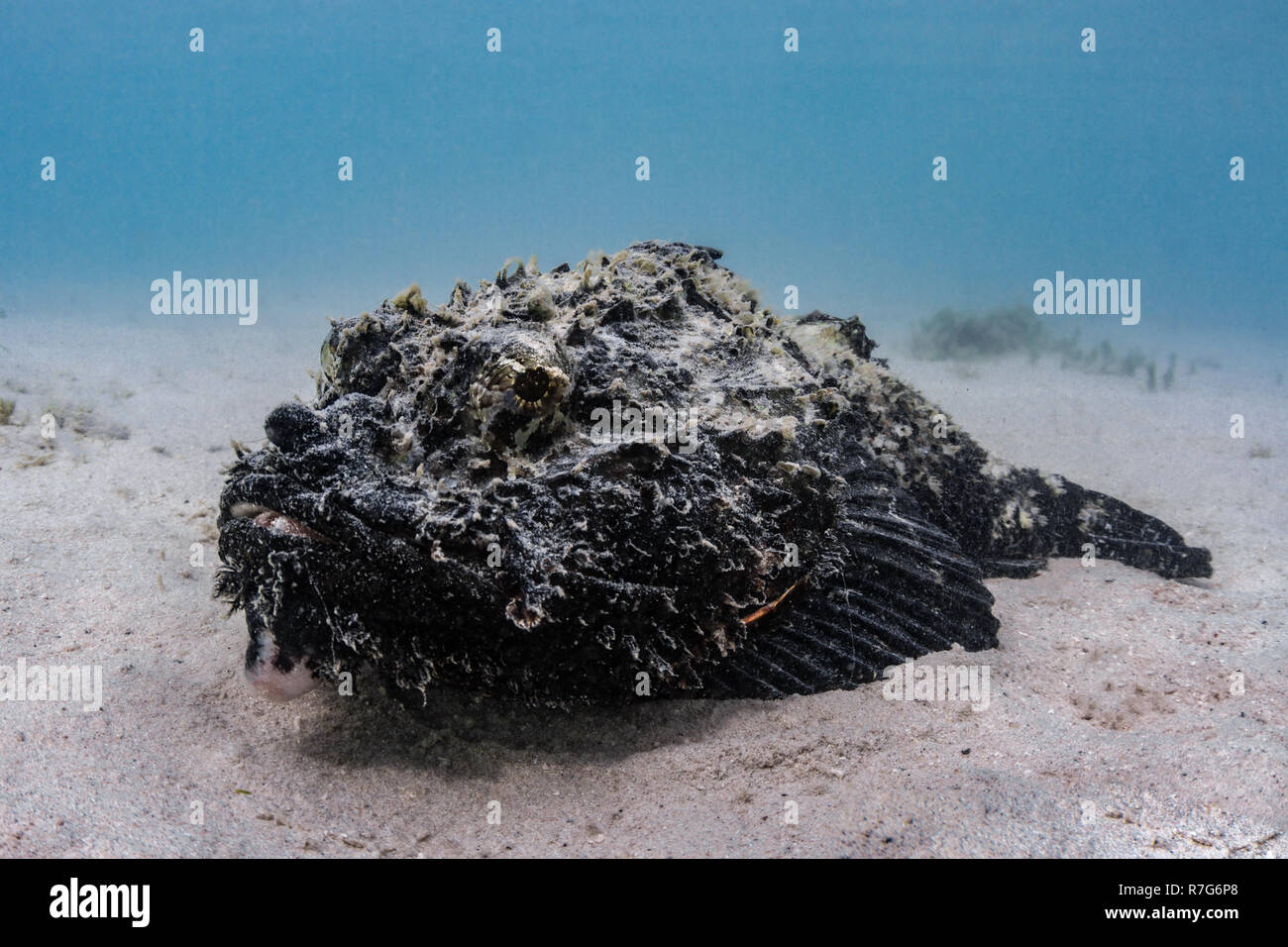 Stonefish and diver hi-res stock photography and images - Alamy