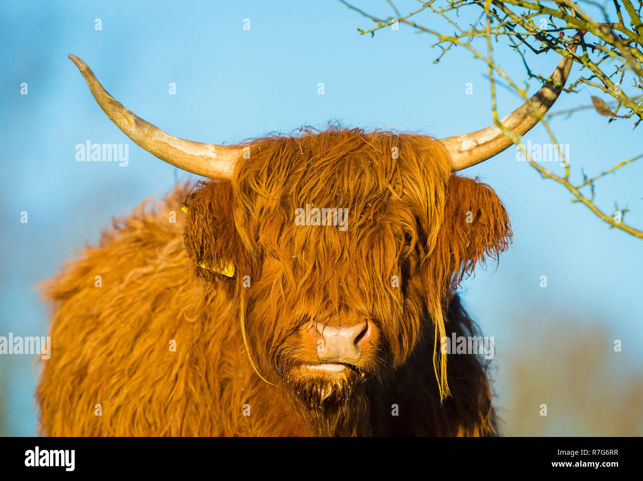 Forward facing cow hi-res stock photography and images - Alamy