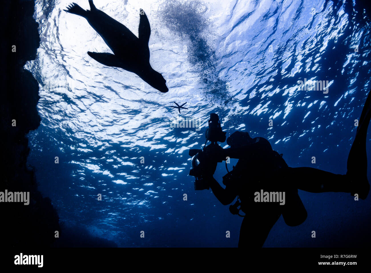 Stonefish and diver hi-res stock photography and images - Alamy