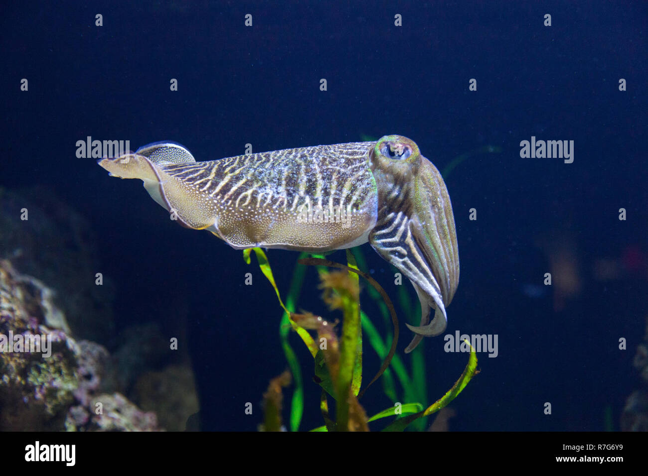 Cuttlefish on display at New England Aquarium, Boston ,Massachusetts ...