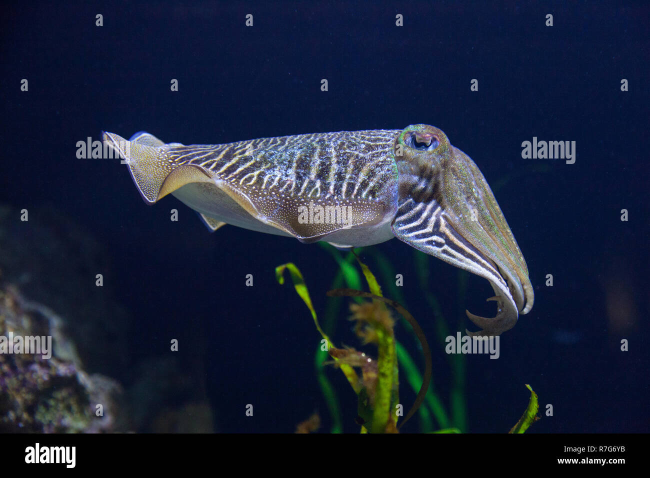 Aquarium cuttlefish hi-res stock photography and images - Alamy