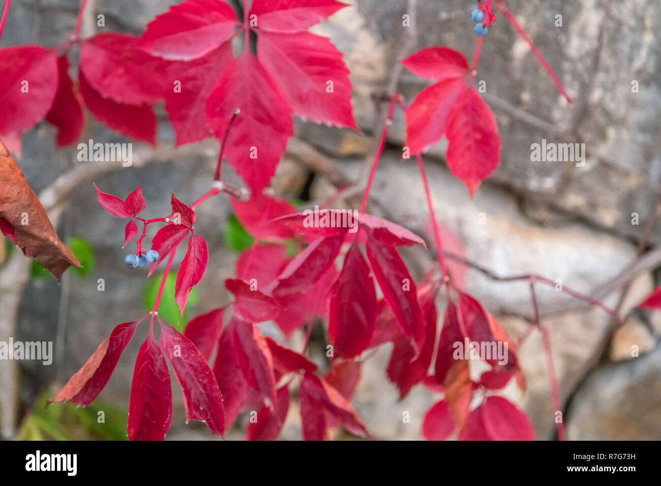 red leaves of Japanese creeper Stock Photo - Alamy