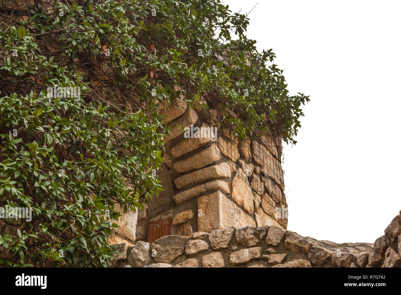 green creepers on stones of ancient wall Stock Photo - Alamy