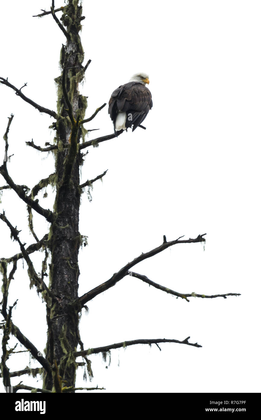 Adult bald eagle perched on a dead tree with a white cloudy sky in the ...