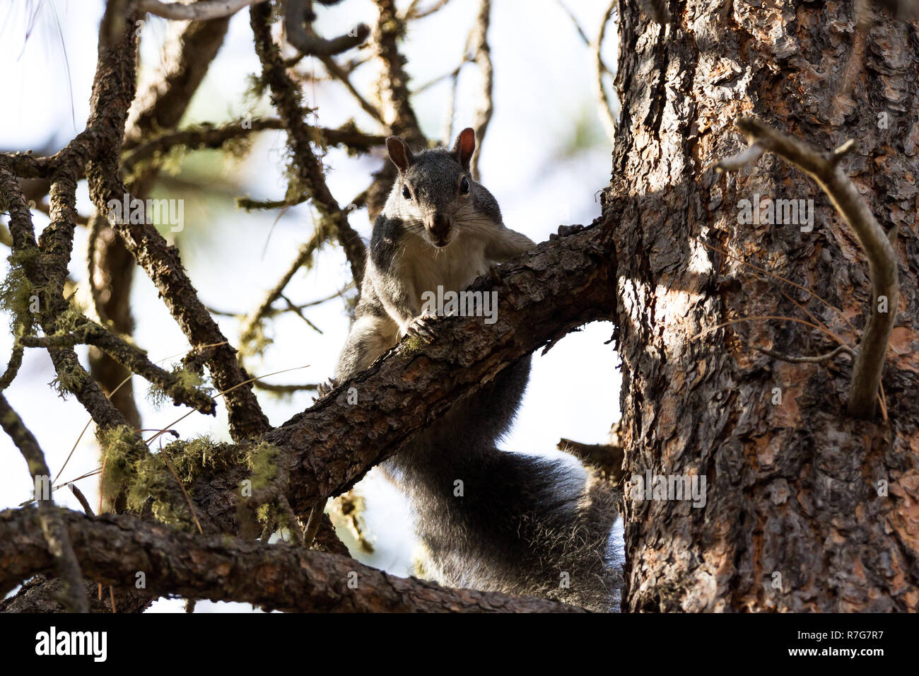 Oregon grey squirrel hi-res stock photography and images - Alamy
