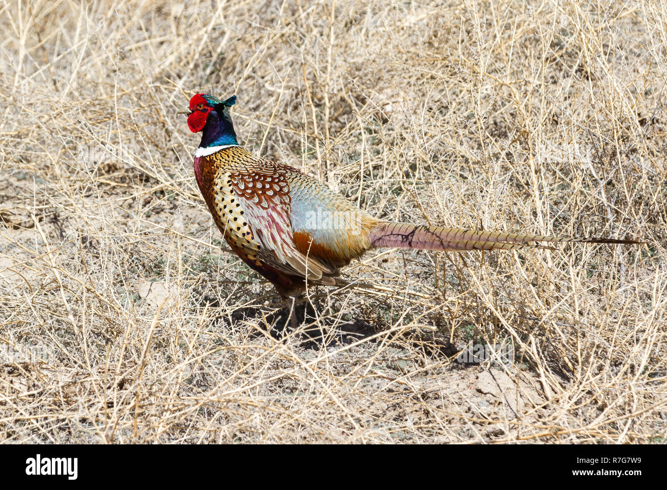 common male pheasant running thru dried brush in the Nevada dessert ...