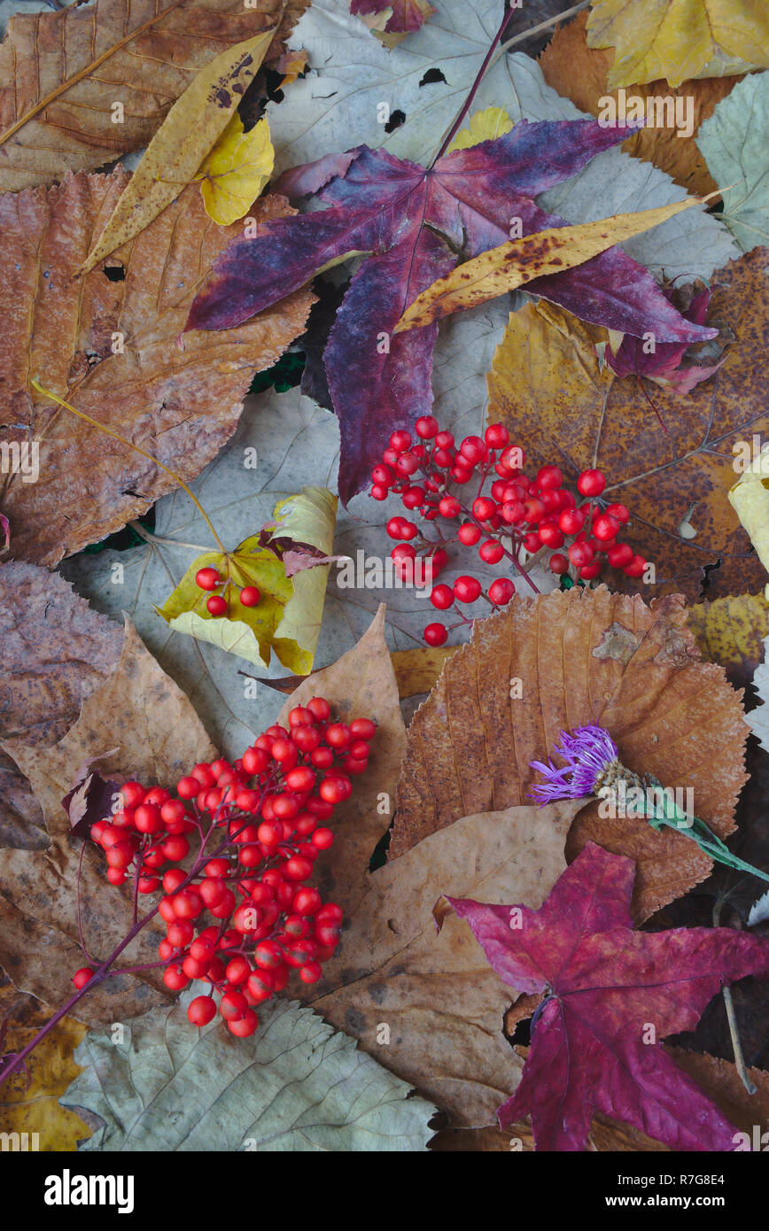 Autumn berries wallpaper hi-res stock photography and images - Alamy