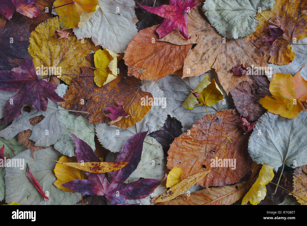 Season texture hi-res stock photography and images - Alamy