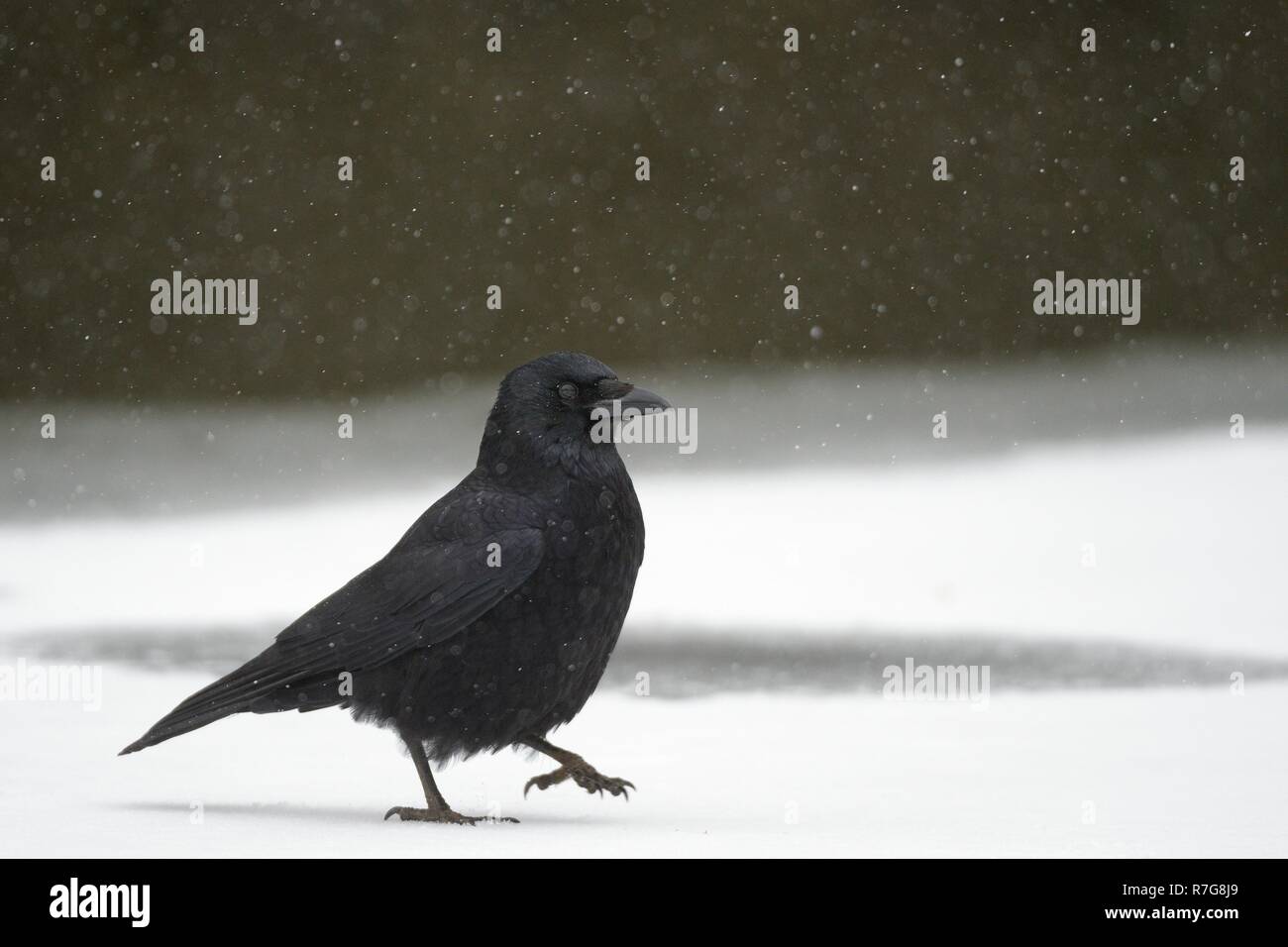 Carrion crow (Corvus corone) walking on frozen lake surface in falling ...