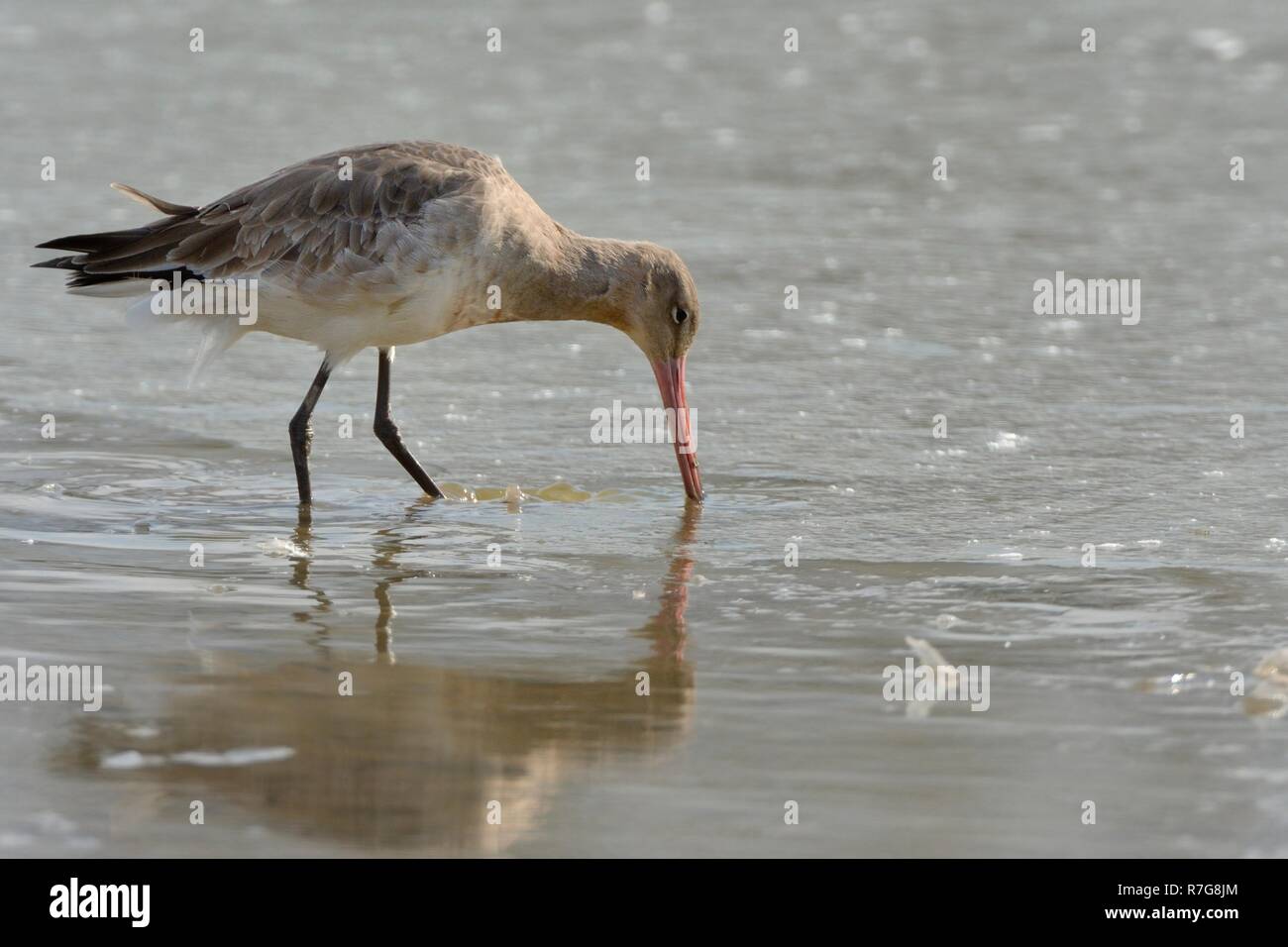 Black tailed godwit limosa limosa feeding in a lake hi-res stock ...