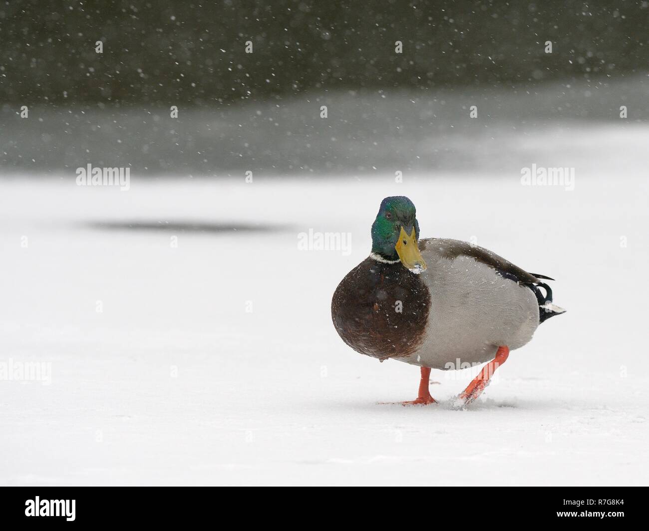 Ice and frozen lakes in uk hi-res stock photography and images - Alamy