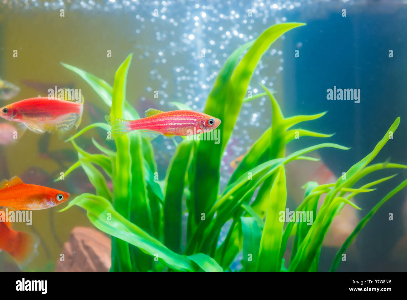 Little red fish with green plant in fish tank or aquarium underwater ...