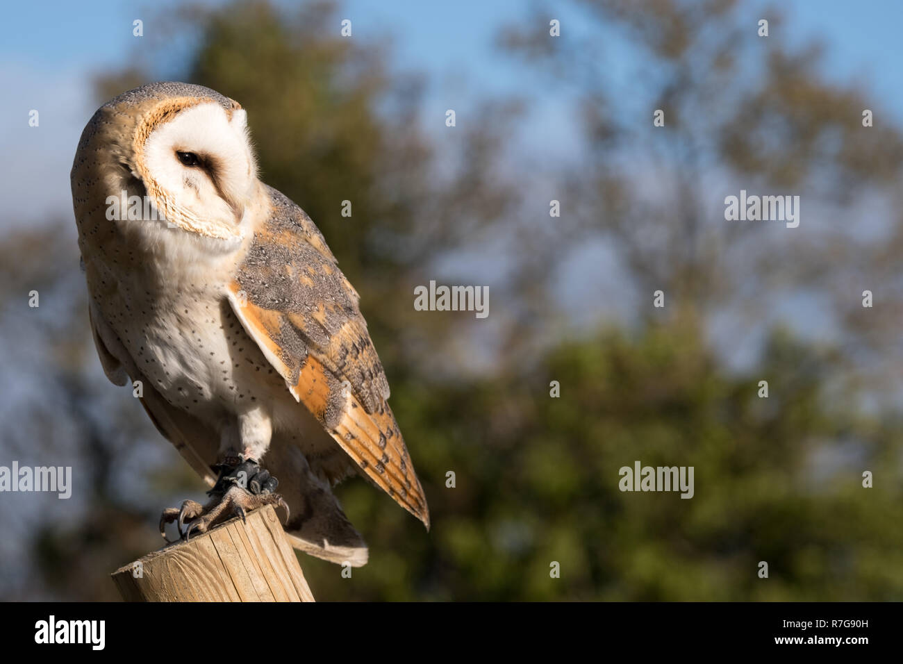 English barn owl in tree hi-res stock photography and images - Alamy