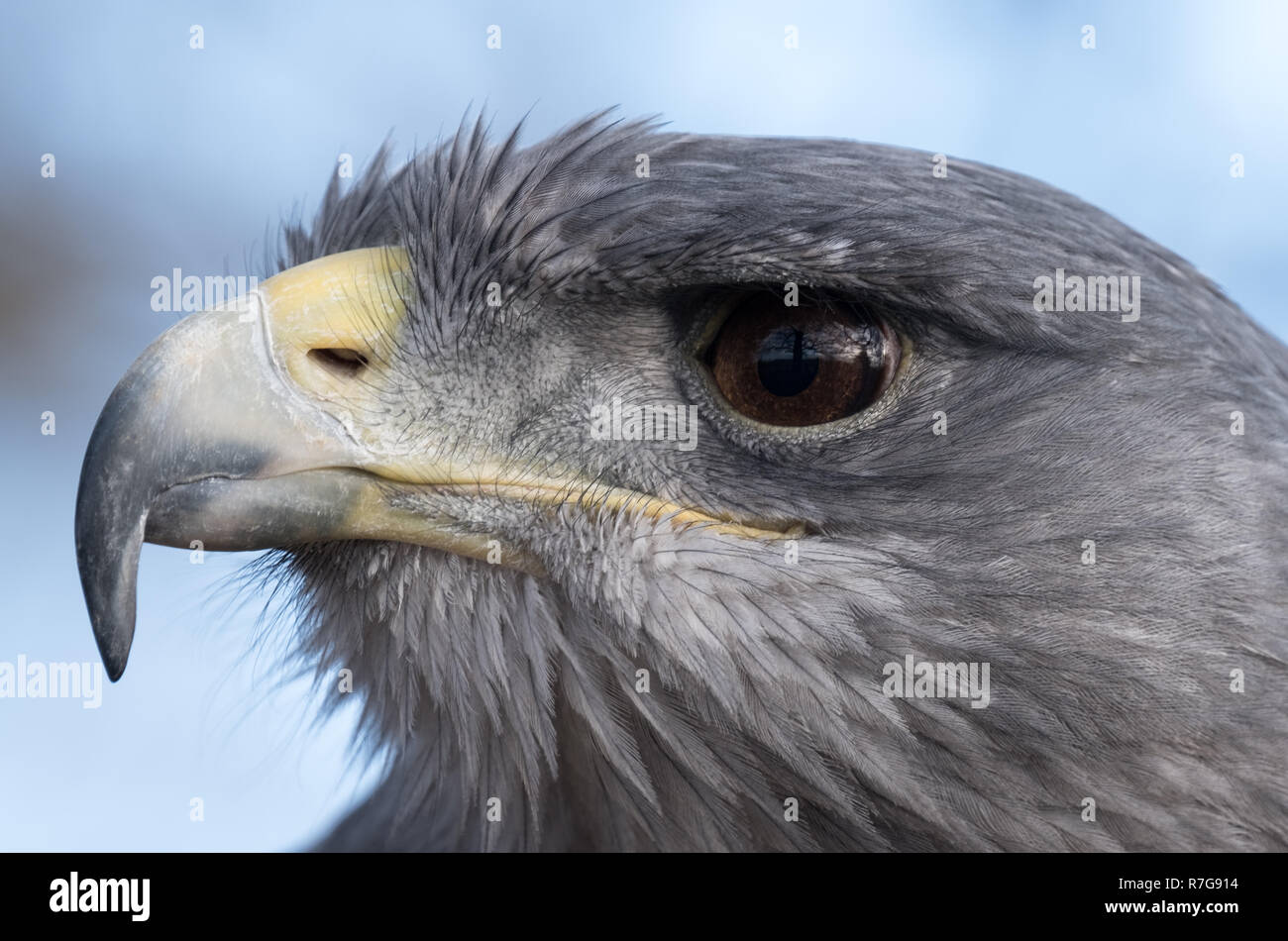 Close up portrait of a blue eagle, photographed at the English School ...