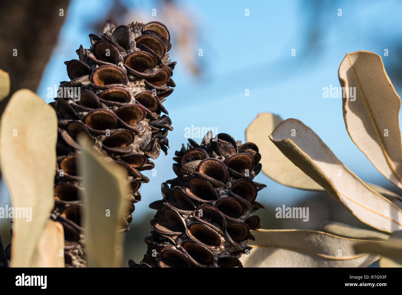 Native Australian plant - Banksia bush Stock Photo - Alamy