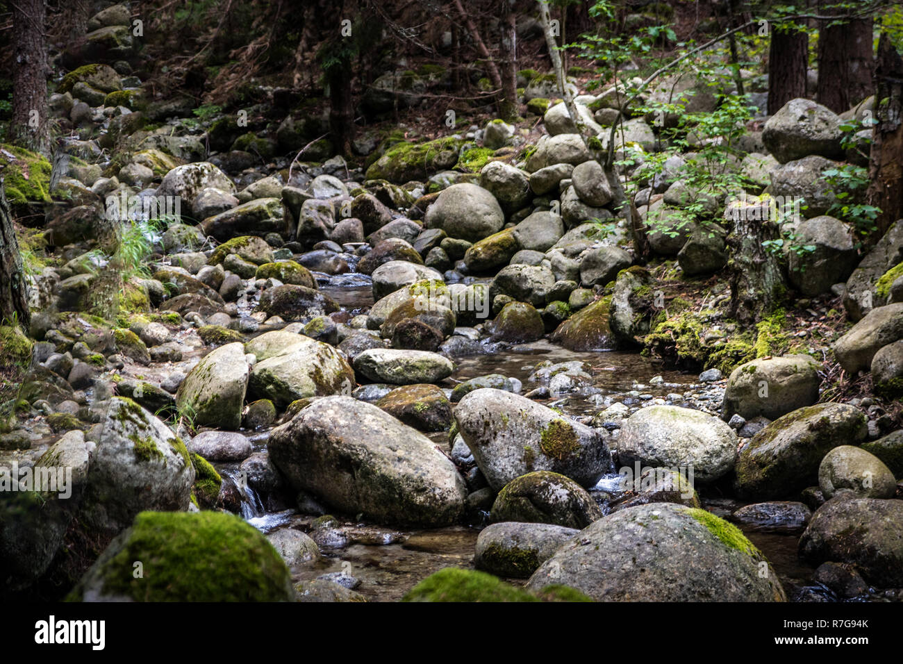 Healthy forest ecosystem hi-res stock photography and images - Alamy