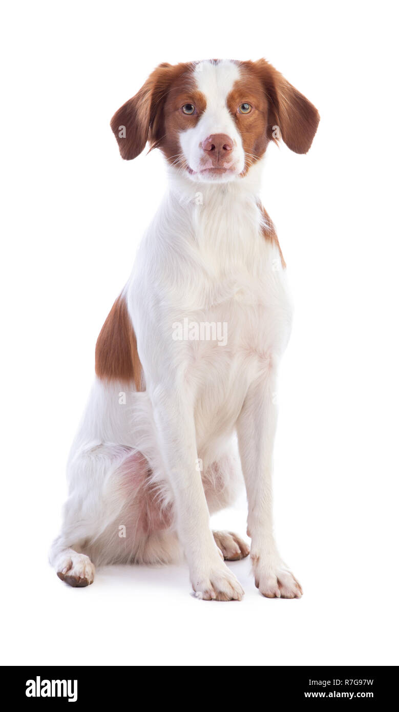 Brittany spaniel sitting on a white background Stock Photo - Alamy