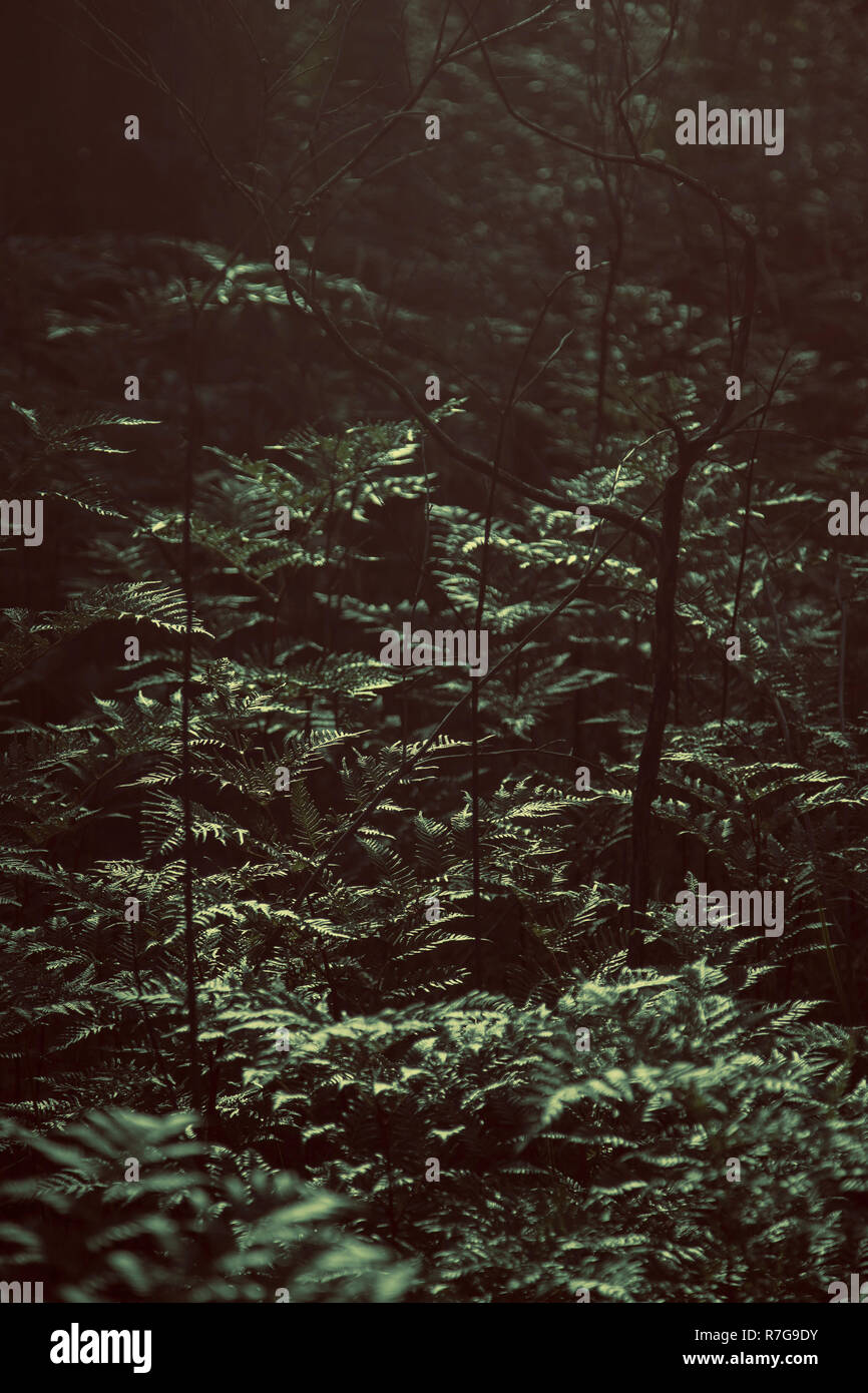 Light reflecting off leaves hi-res stock photography and images - Alamy