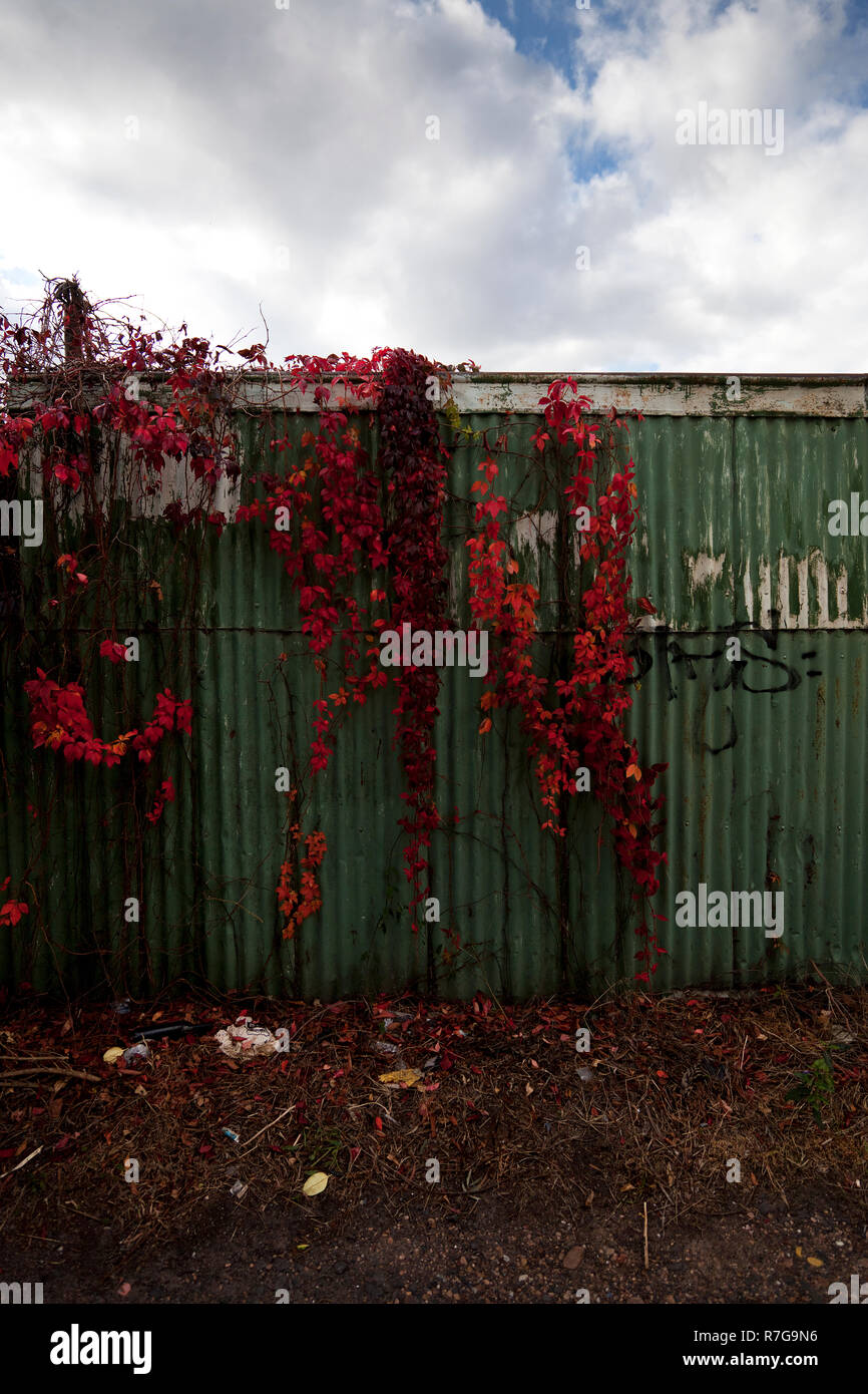Tree hanging over fence hi-res stock photography and images - Alamy