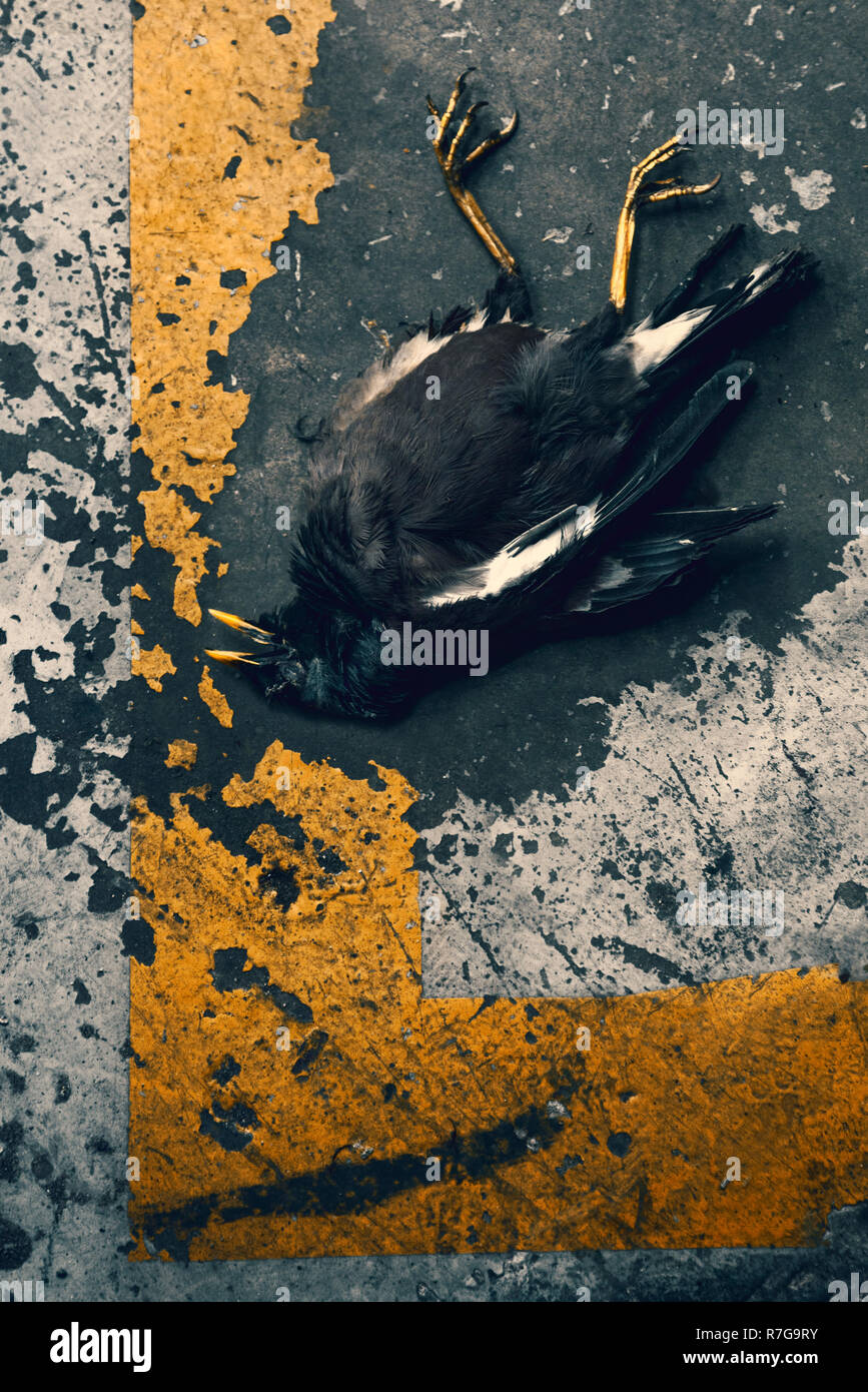 Dead bird cutout hi-res stock photography and images - Alamy