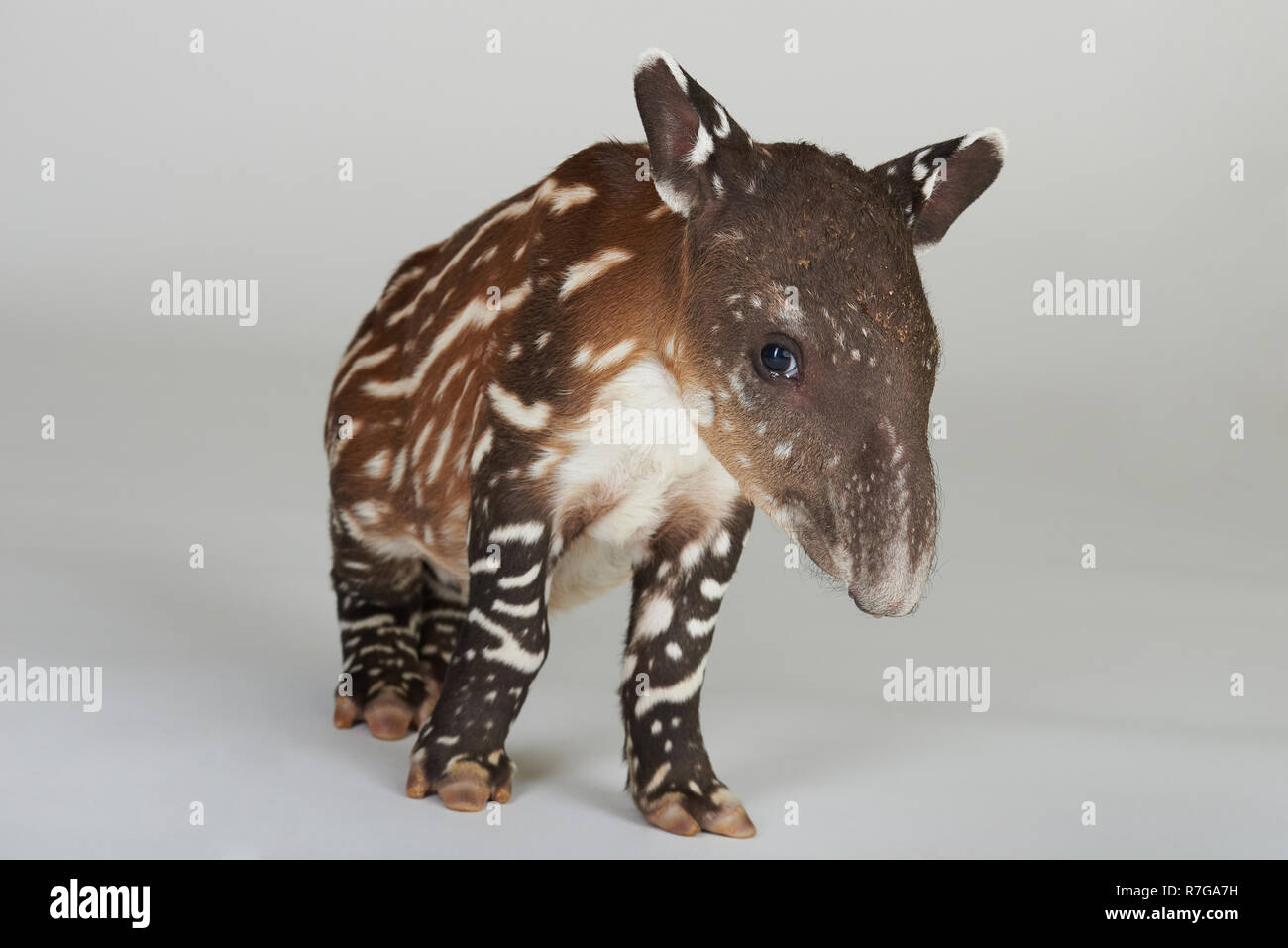 Curious little tapir isolated on white studio background Stock Photo ...
