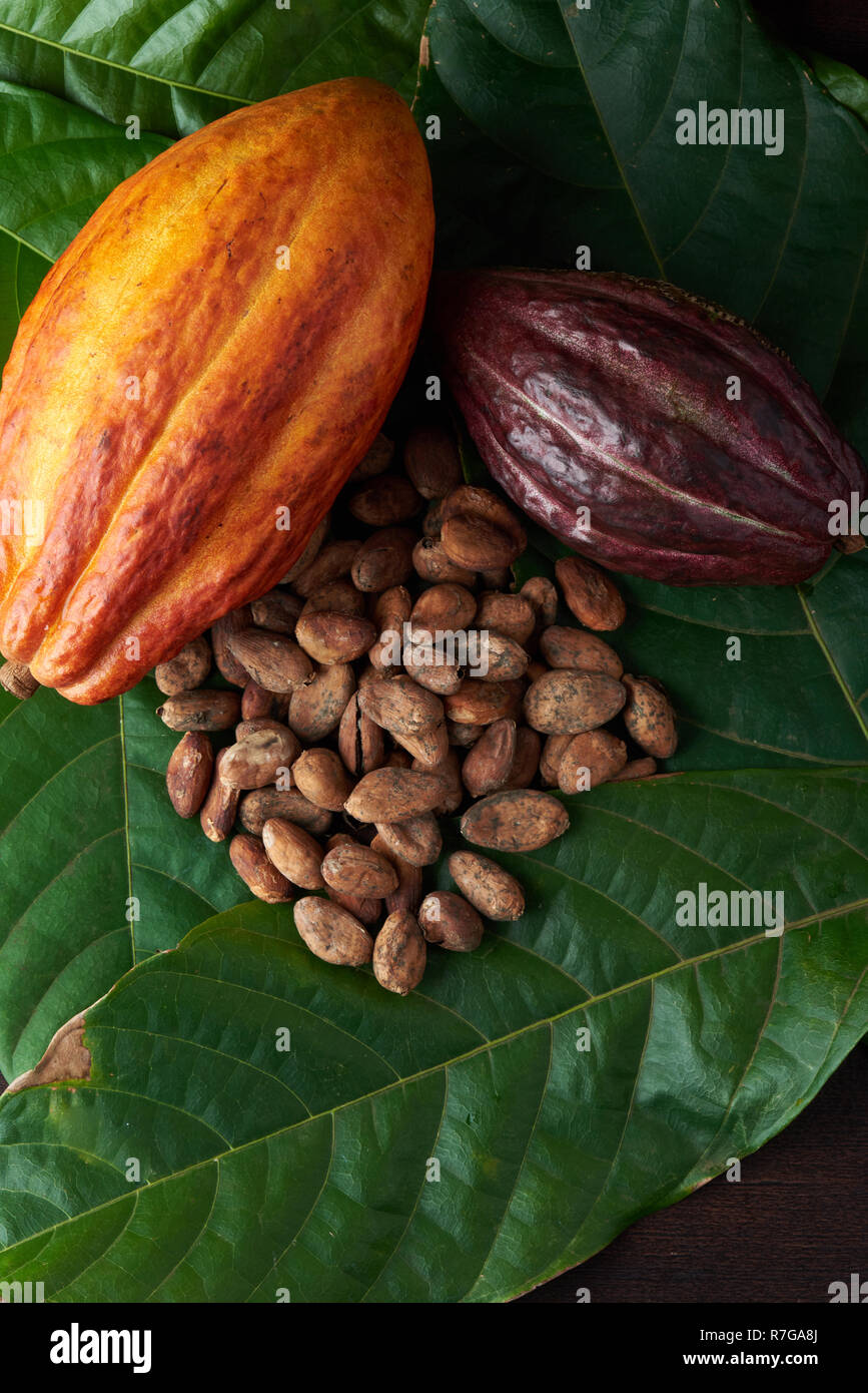 Dry chocolate beans with colorful harvest pods above top view Stock ...