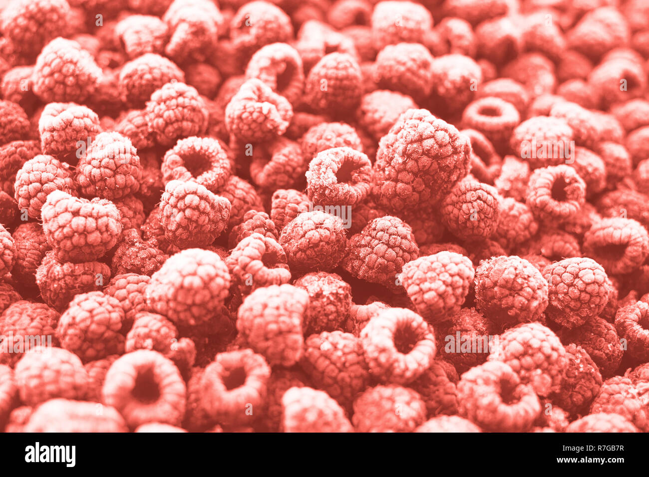Frozen red raspberries toned in Living Coral color. Color of the year ...