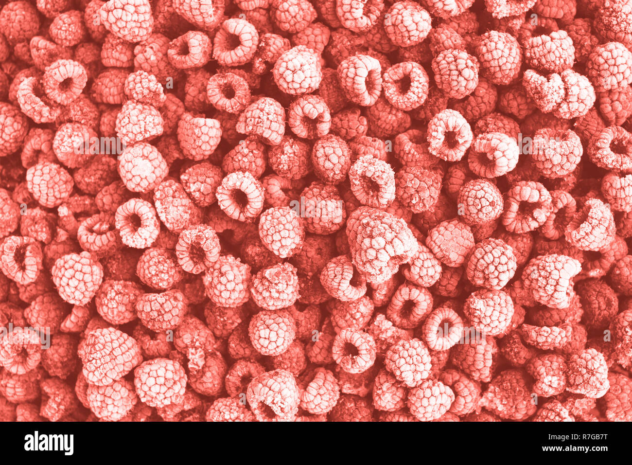 Frozen red raspberries toned in Living Coral color. Color of the year ...