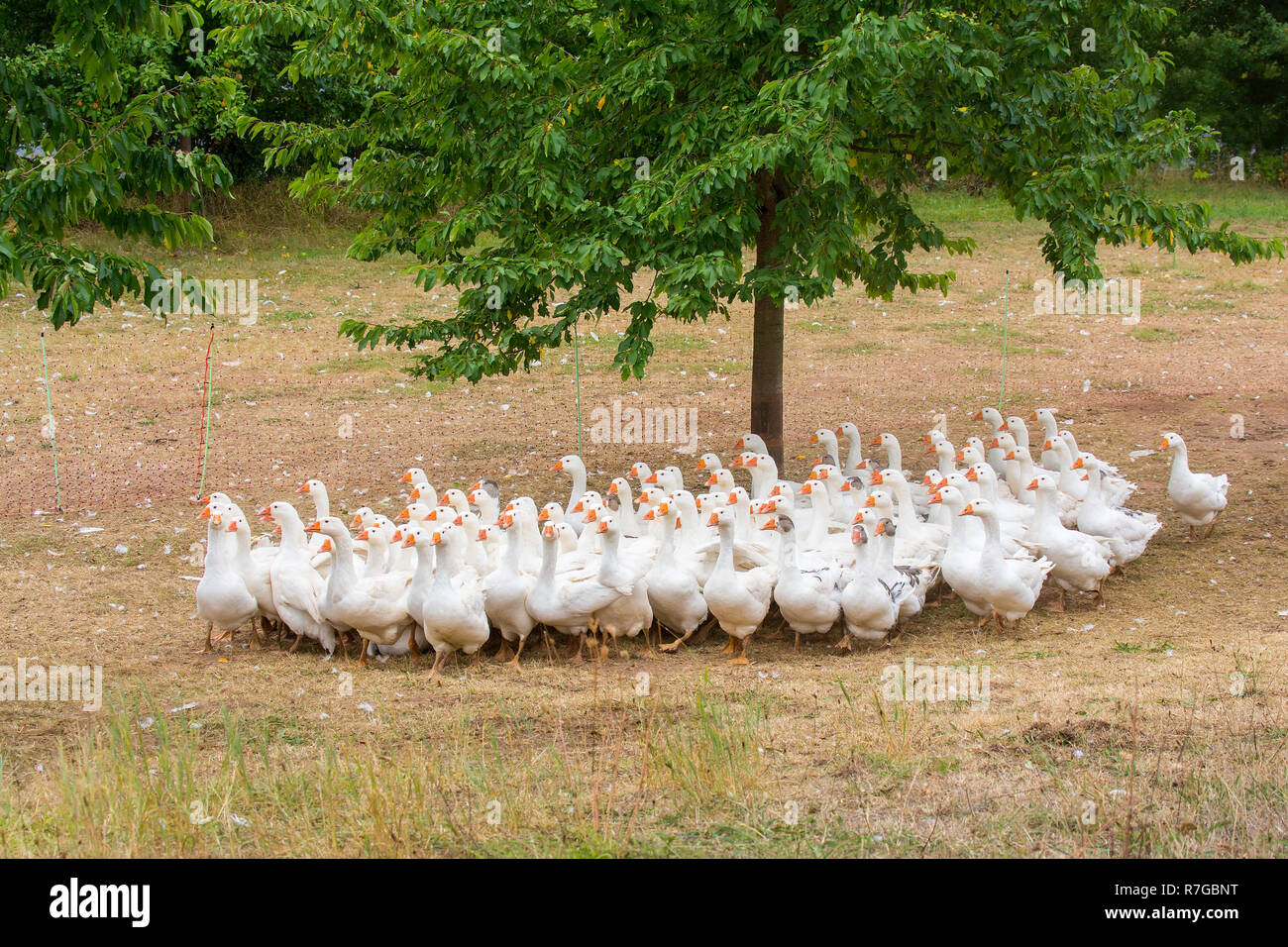 Group of birds hi-res stock photography and images - Alamy
