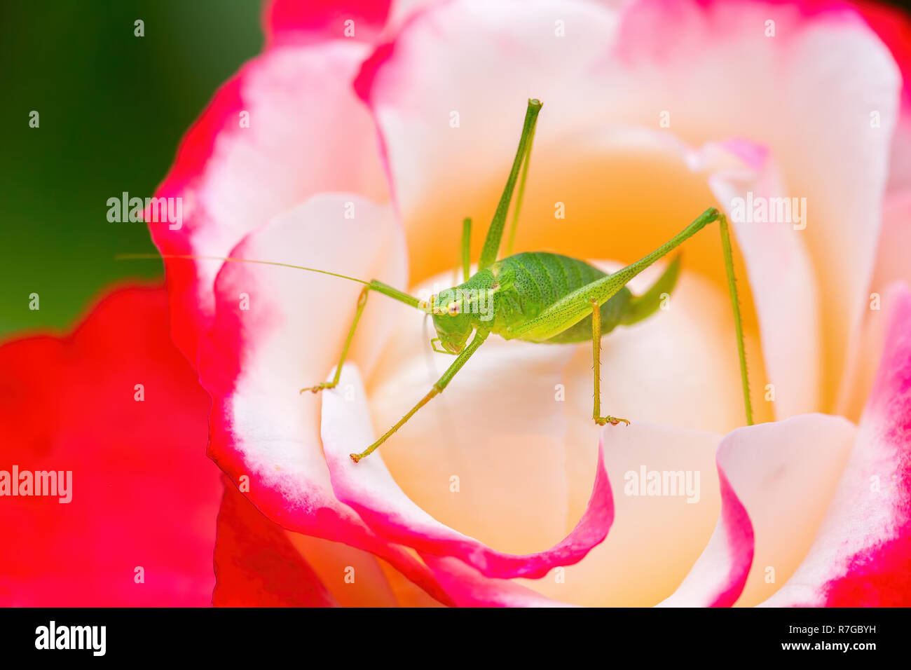 Green grasshopper insect sitting on red white rose flower Stock Photo ...