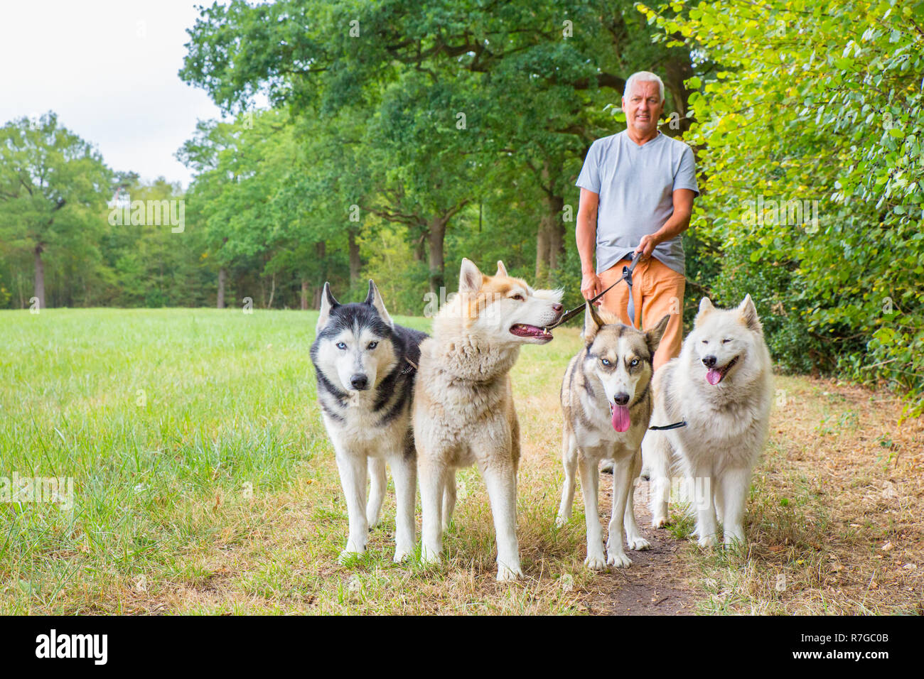Dutch man walking with group of husky dogs in green nature Stock Photo ...