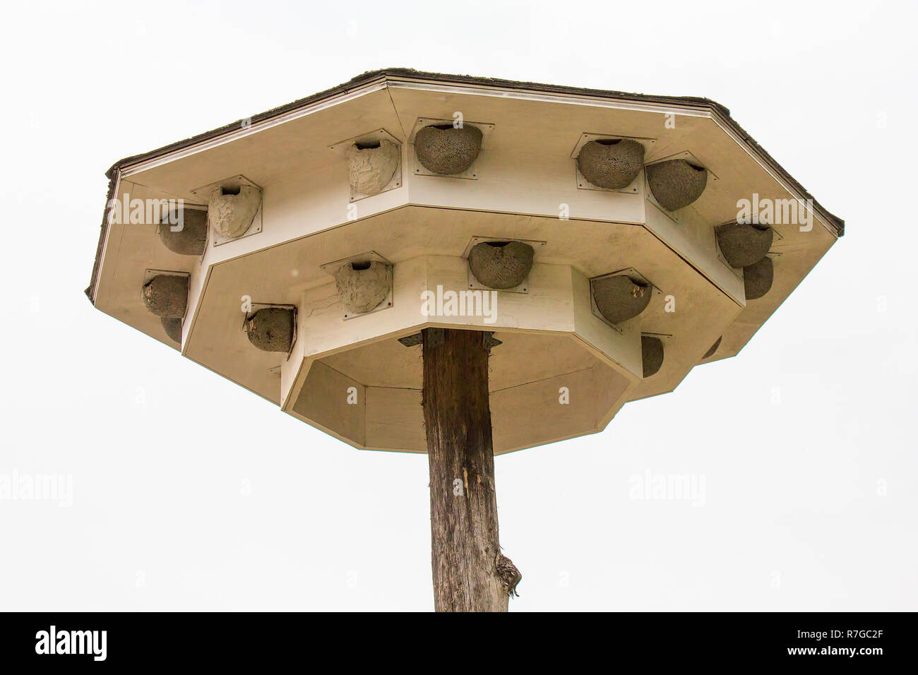 Shelter with many swallow nests up in sky Stock Photo - Alamy