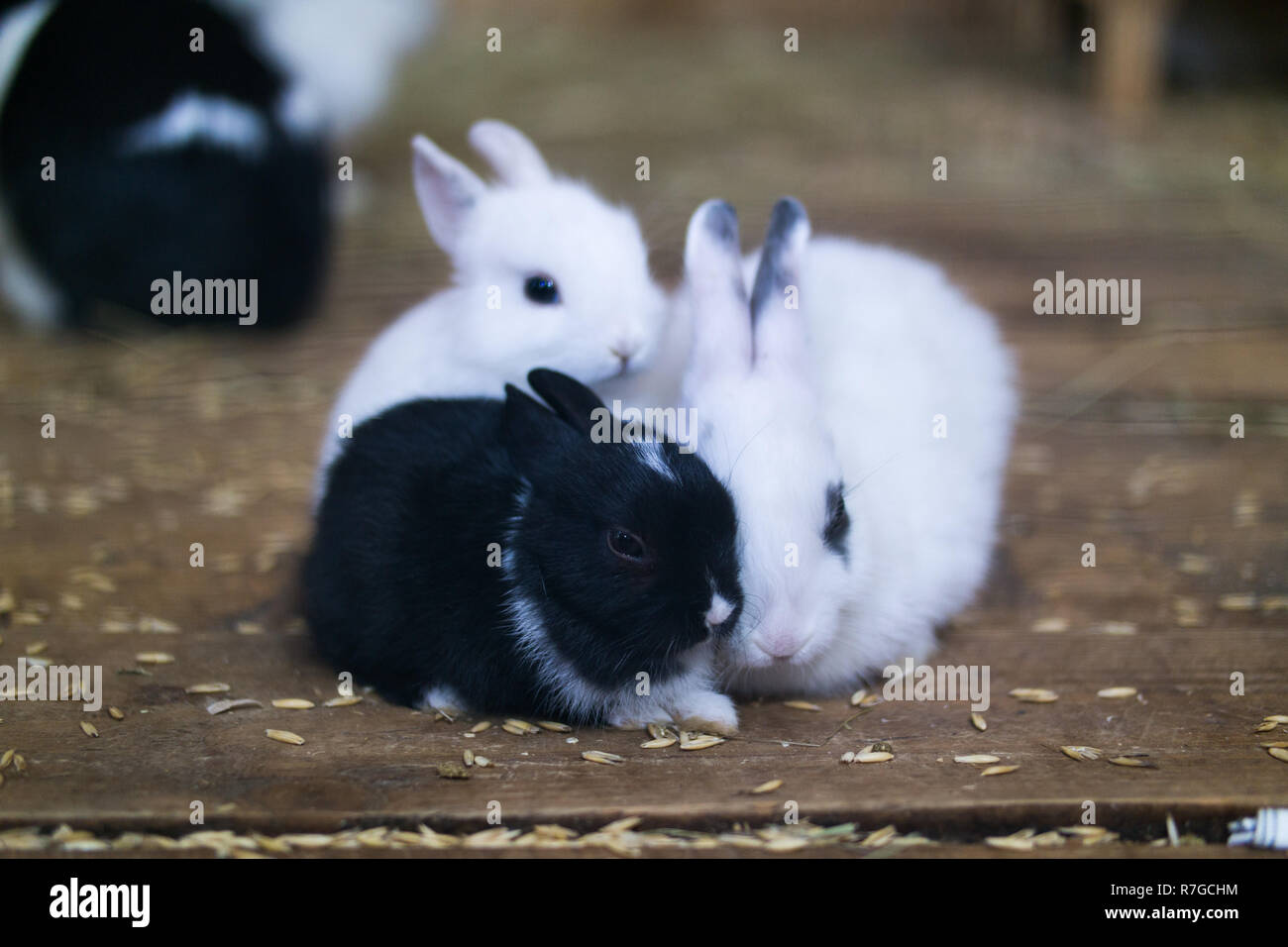 Three little rabbits. Black and two white sit clinging to each other ...