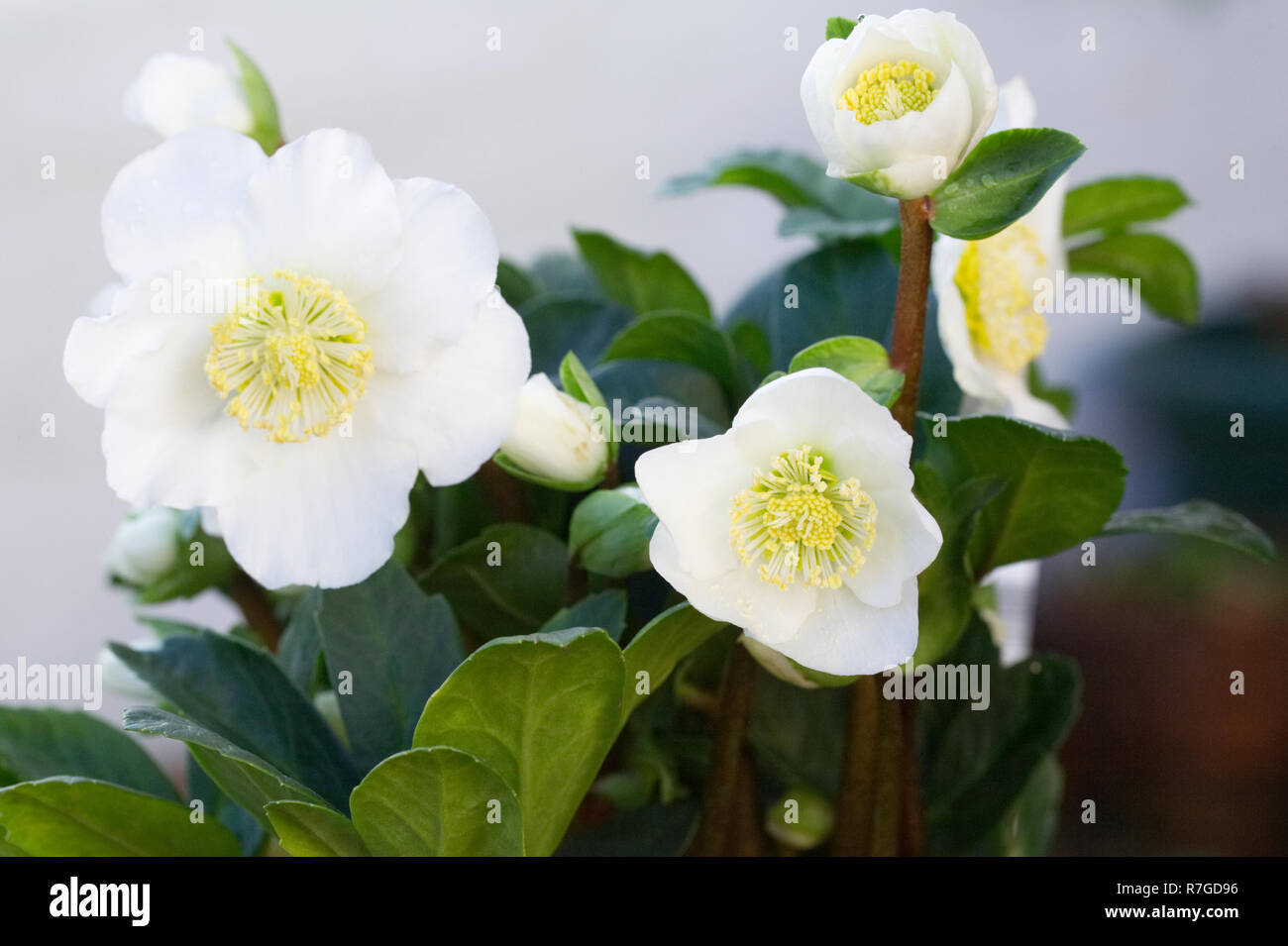 Helleborus niger 'Christmas Carol' flowers Stock Photo - Alamy