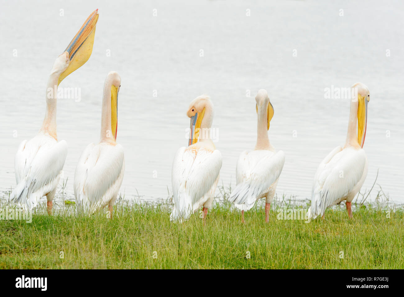 Great White Pelicans (Pelecanus onocrotalus) standing next to lake ...