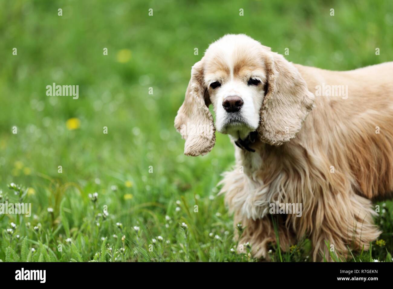 beautiful cocker spaniel at the garden Stock Photo - Alamy