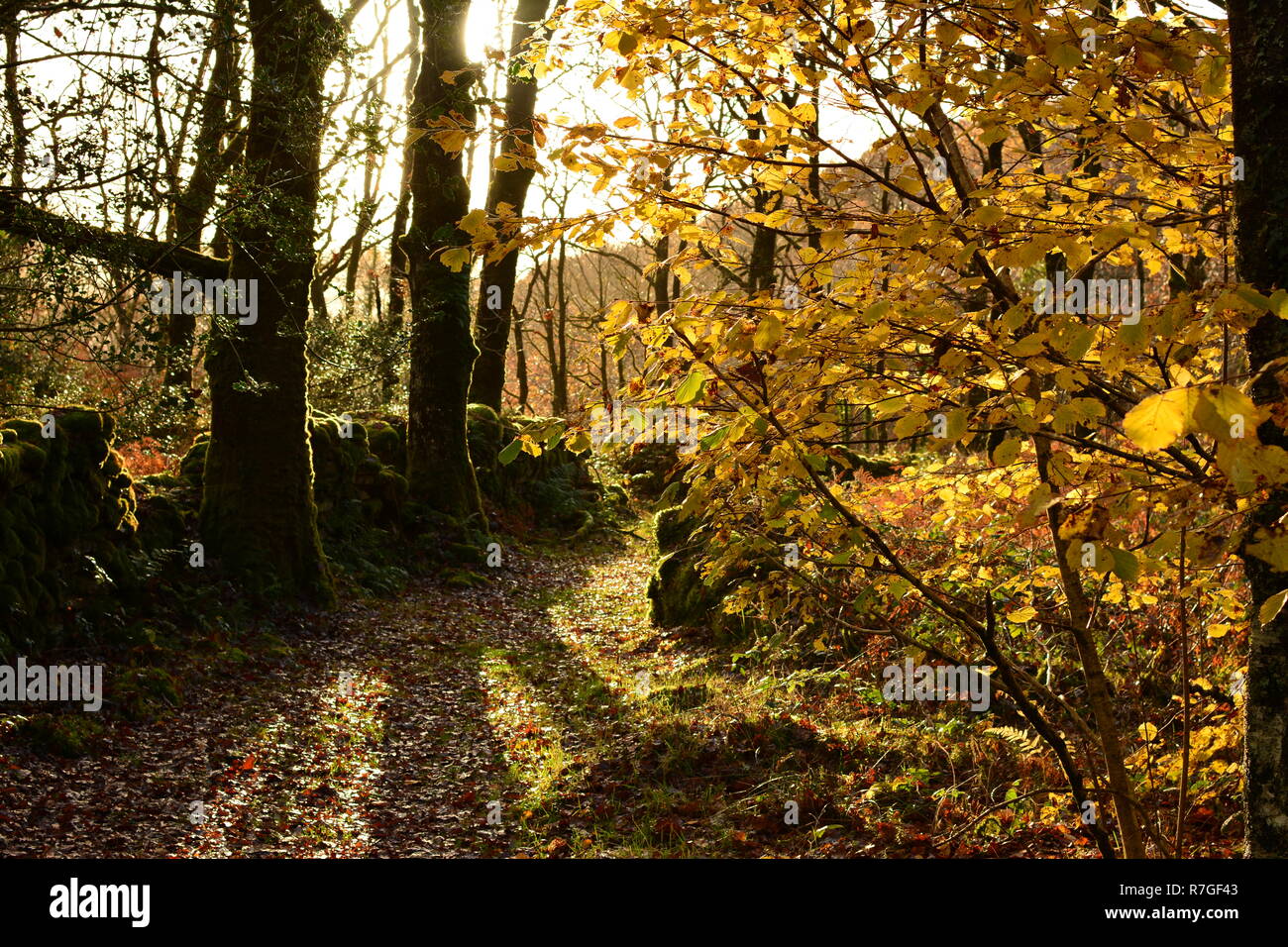 Autumn Colours Coed Cymerau National Nature Reserve, Vale of Ffestiniog ...