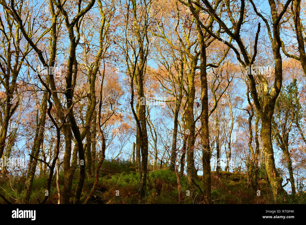 Autumn Colours Coed Cymerau National Nature Reserve, Vale of Ffestiniog ...