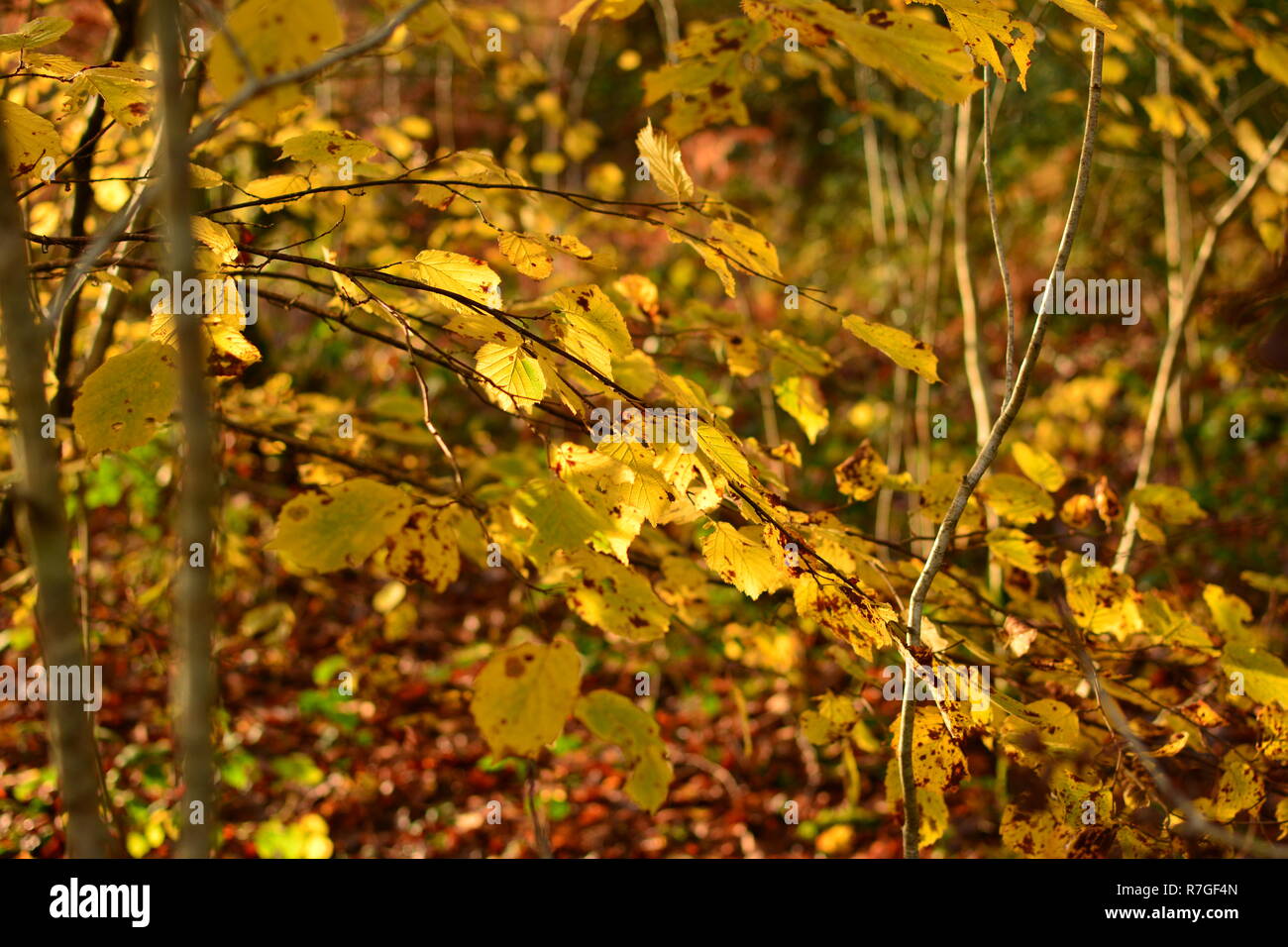 Glaslyn gwynedd autumn colours hi-res stock photography and images - Alamy