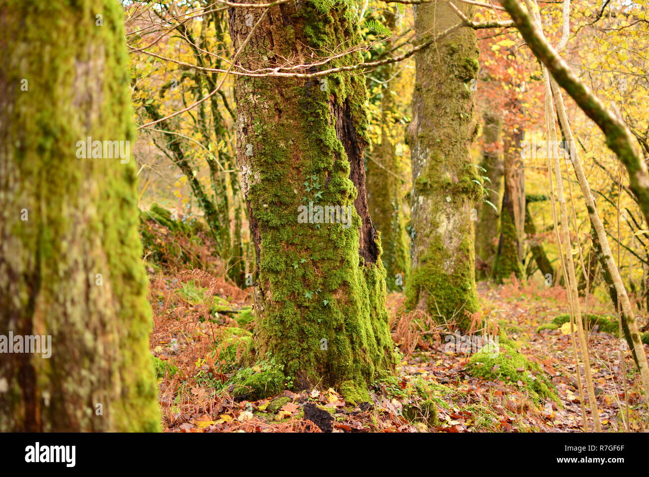 Glaslyn gwynedd autumn colours hi-res stock photography and images - Alamy