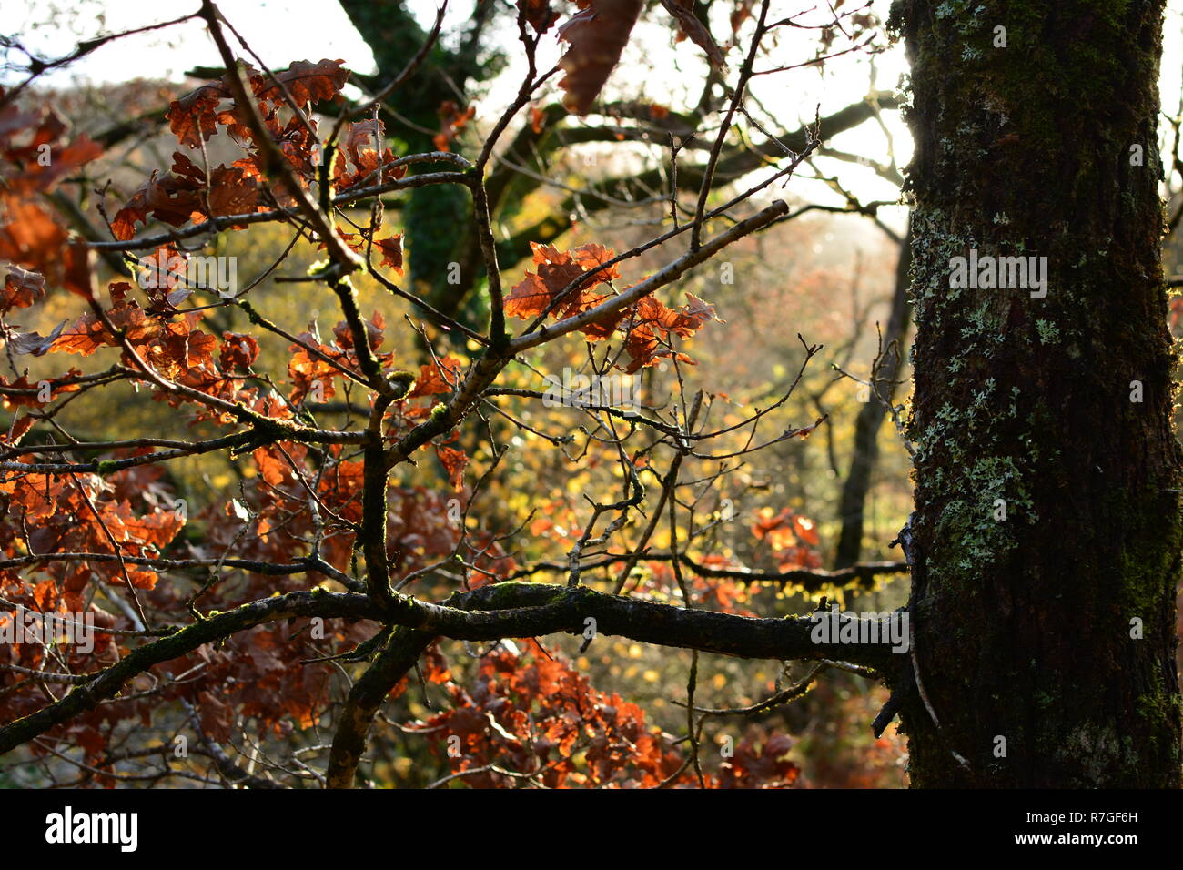 Glaslyn gwynedd autumn colours hi-res stock photography and images - Alamy