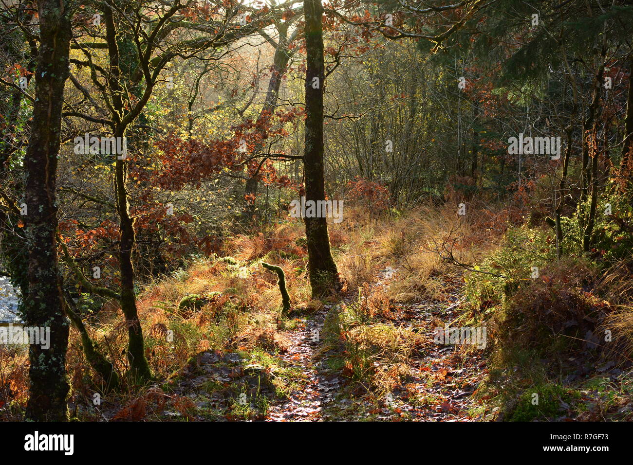Deep Autumn Colours & Light Beams Coed Cymerau National Nature Reserve ...
