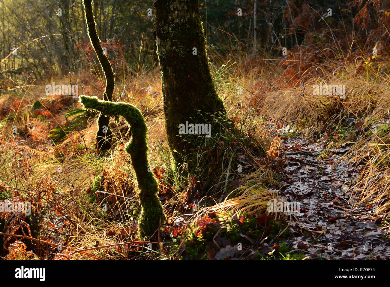 Deep Autumn Colours Coed Cymerau National Nature Reserve Stock Photo ...