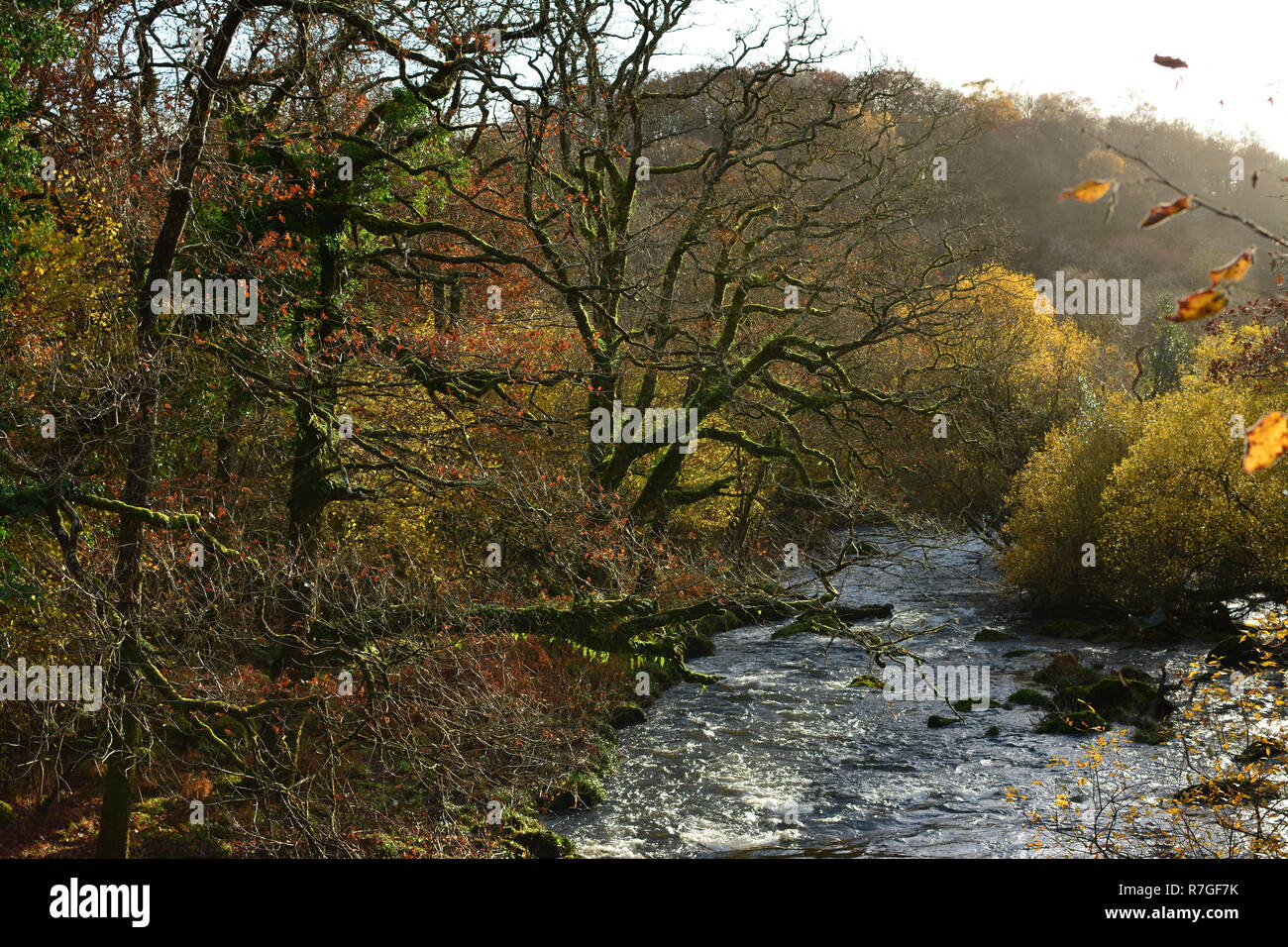 Glaslyn gwynedd autumn colours hi-res stock photography and images - Alamy