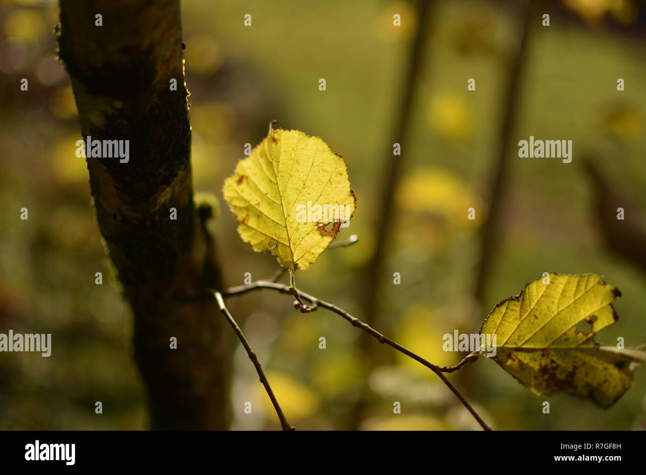 Glaslyn gwynedd autumn colours hi-res stock photography and images - Alamy