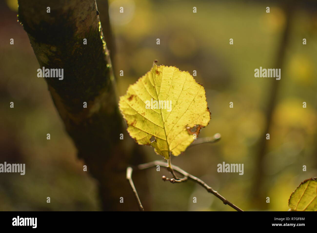 Coed cymerau national nature reserve hi-res stock photography and ...